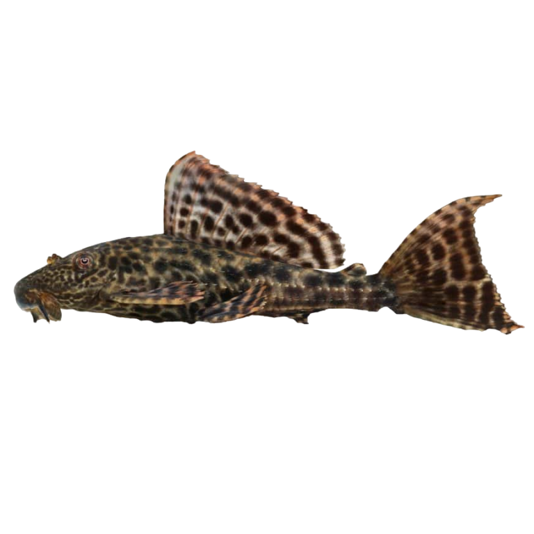 Suckermouth Catfish - Navya Aquarium