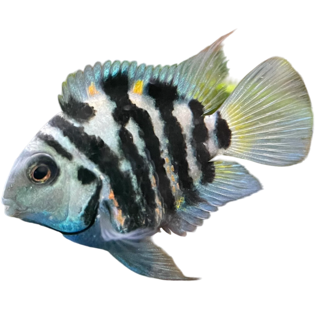 Polar Parrotfish - Navya Aquarium